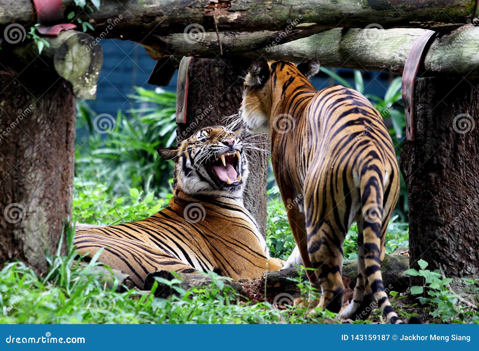 Two Tigers are Playing in Zoo Malaysia Stock Image - Image of asia ...