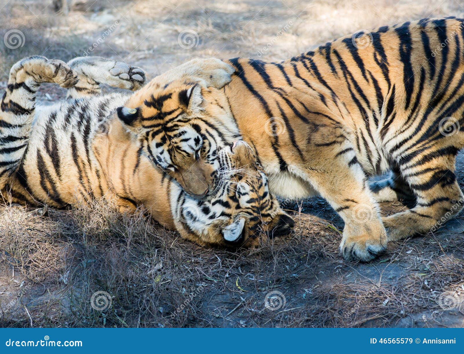 Tigers Tongue Stock Photography | CartoonDealer.com #178724012