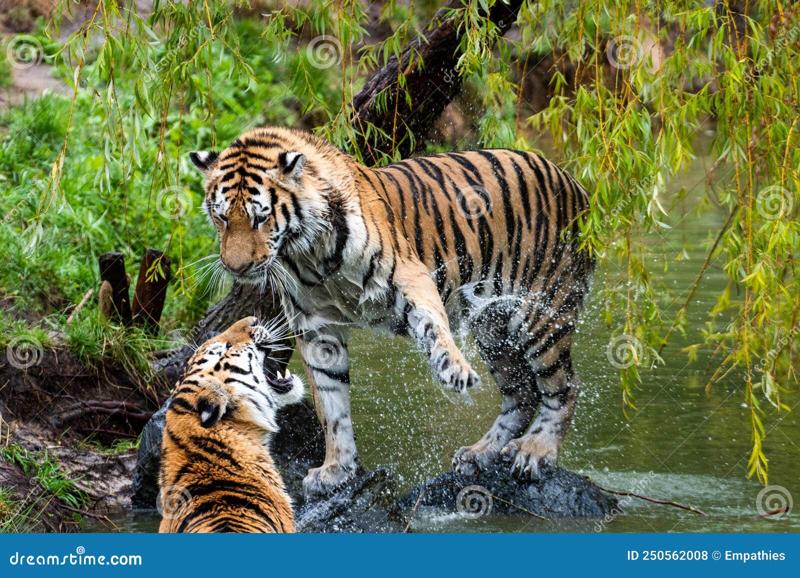 Two Tigers Playfighting on the Edge of a Pond Stock Photo - Image of ...