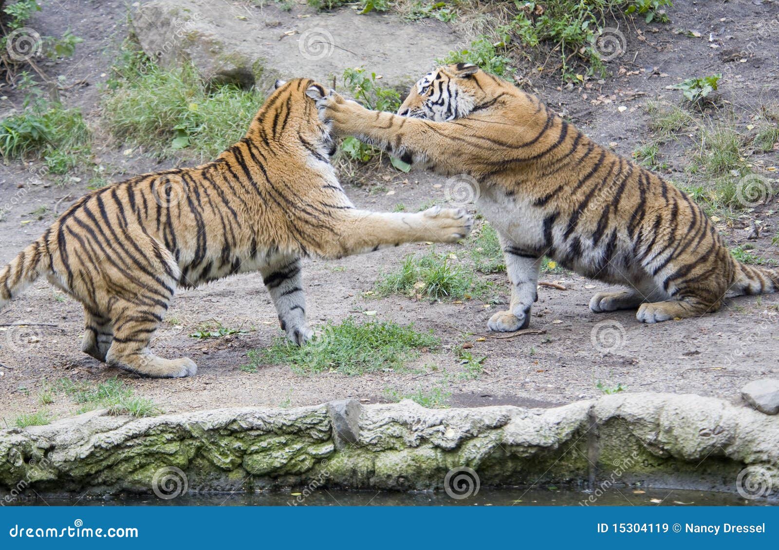 Two Tigers Playing Royalty Free Stock Images - Image: 15304119
