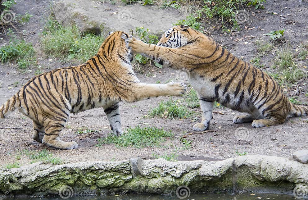 Two tigers playing stock image. Image of bengal, animals - 15304119