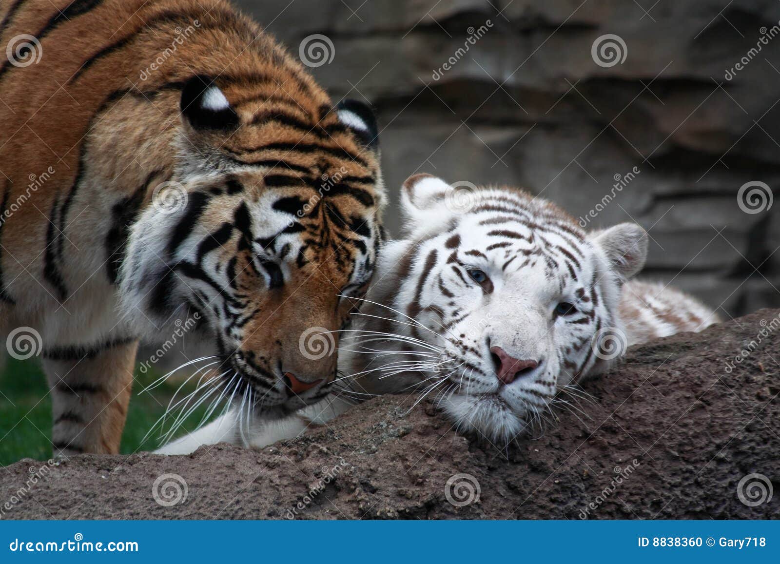Two tigers are playing stock photo. Image of stripes, white - 8838360