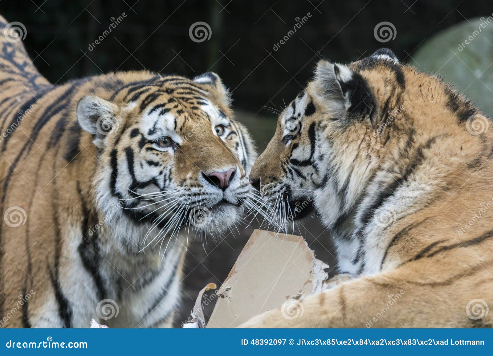 Two tigers playing stock image. Image of smells, sniffs - 48392097