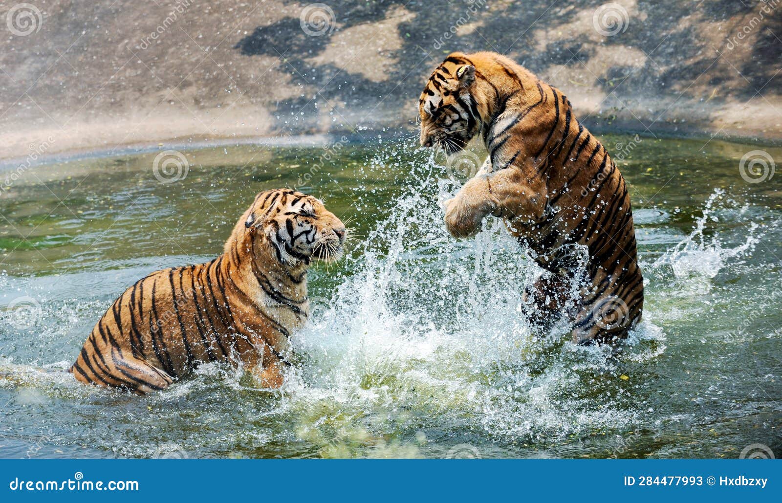 Tigers Playing in the Water Stock Image - Image of angry, mammal: 284477993
