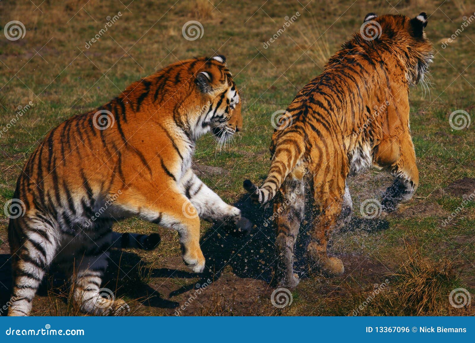 Two Tigers Playing on the Waterside Stock Photo - Image of wilderness ...