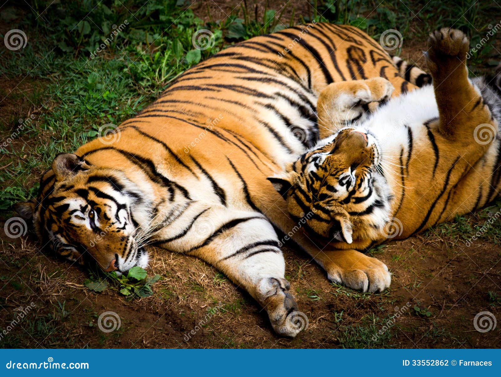 Two tigers stock photo. Image of portrait, close, beast - 33552862