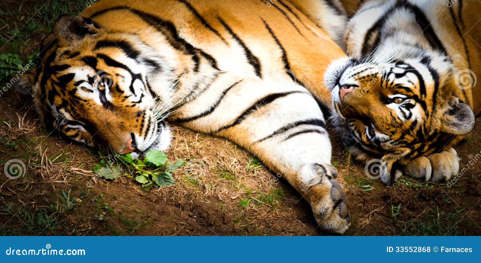 Two tigers stock photo. Image of close, carnivore, hunt - 33552868