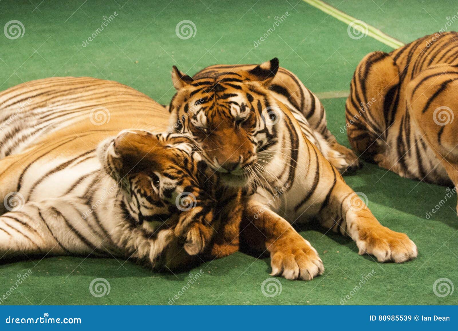 Two Tigers stock image. Image of carnivore, tigers, resting - 80985539