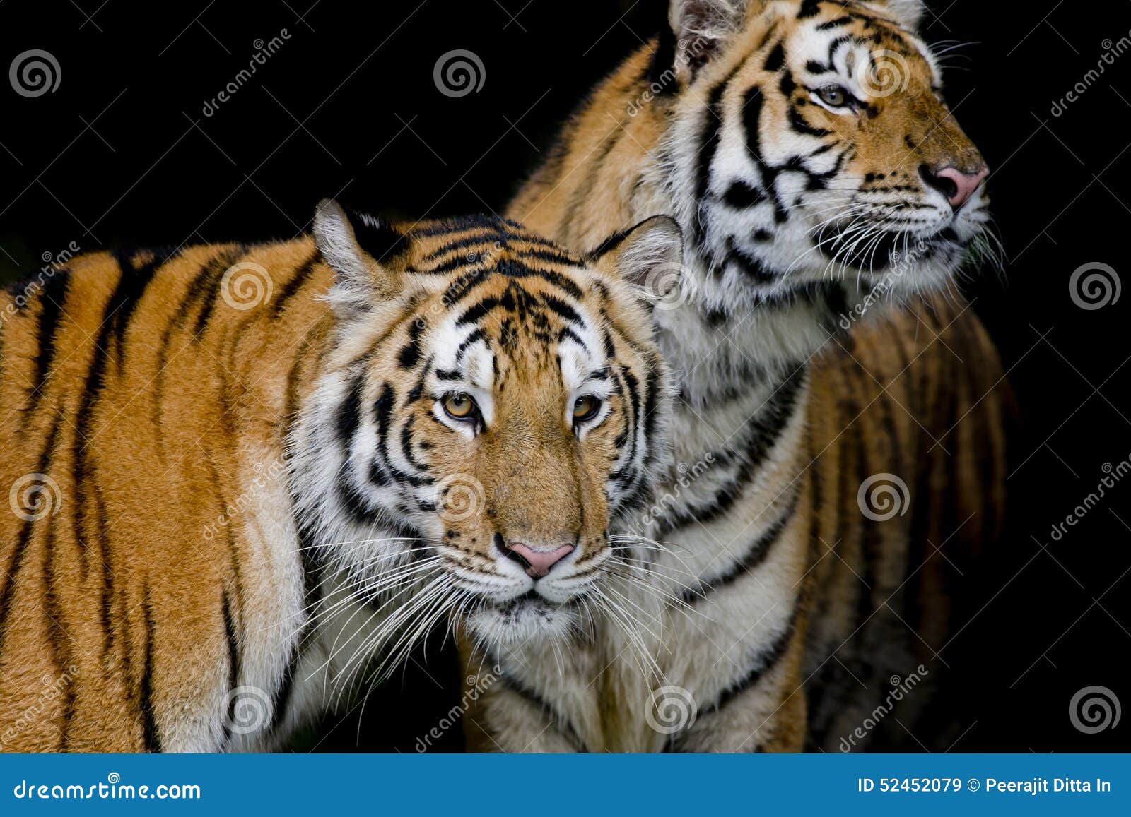Two Tigers in Their Natural Environment Stock Image - Image of sumatran ...