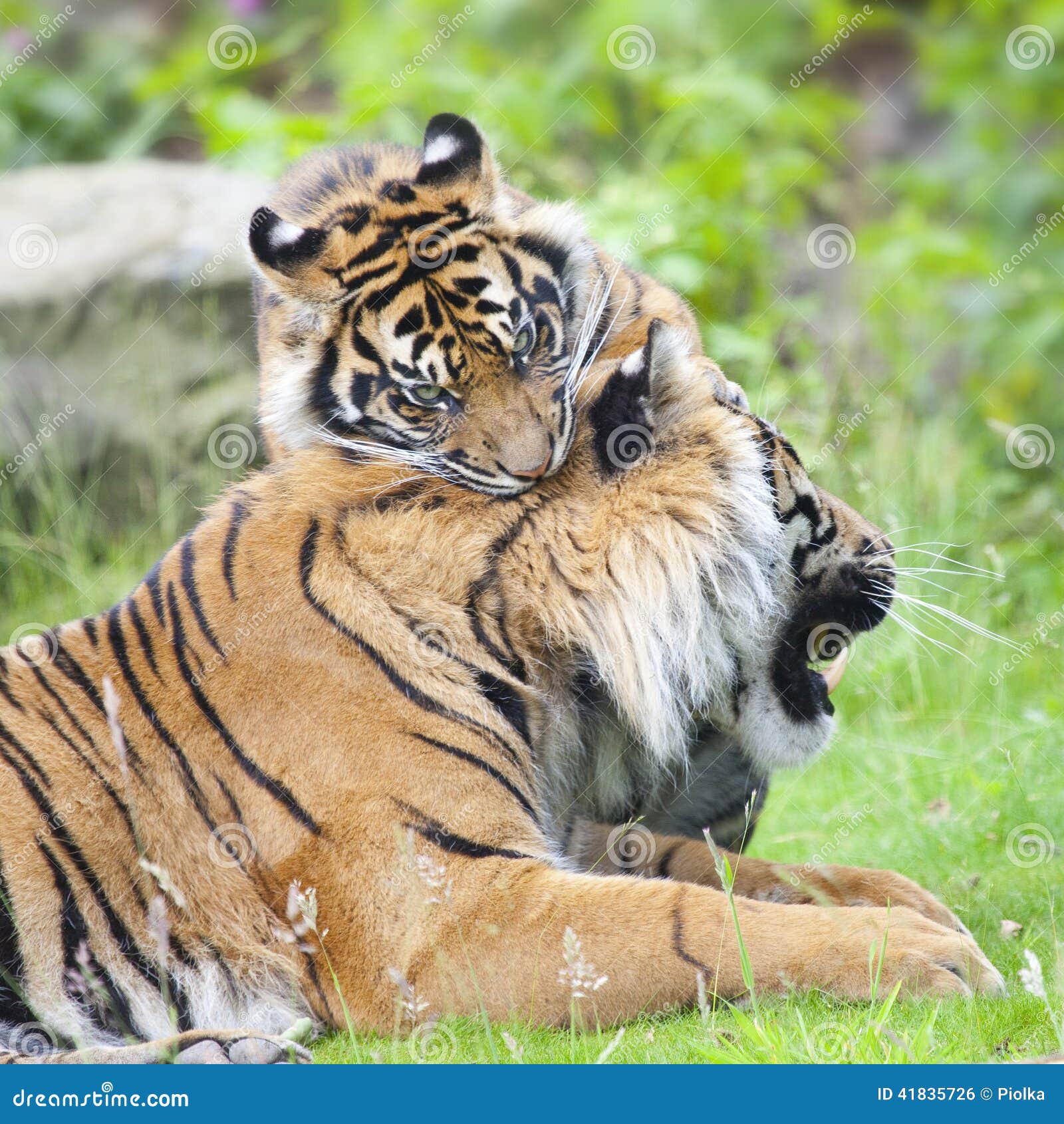 Two tigers together stock photo. Image of extinct, nature - 41835726