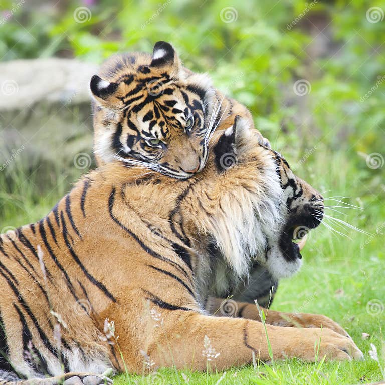 Two tigers together stock photo. Image of extinct, nature - 41835726