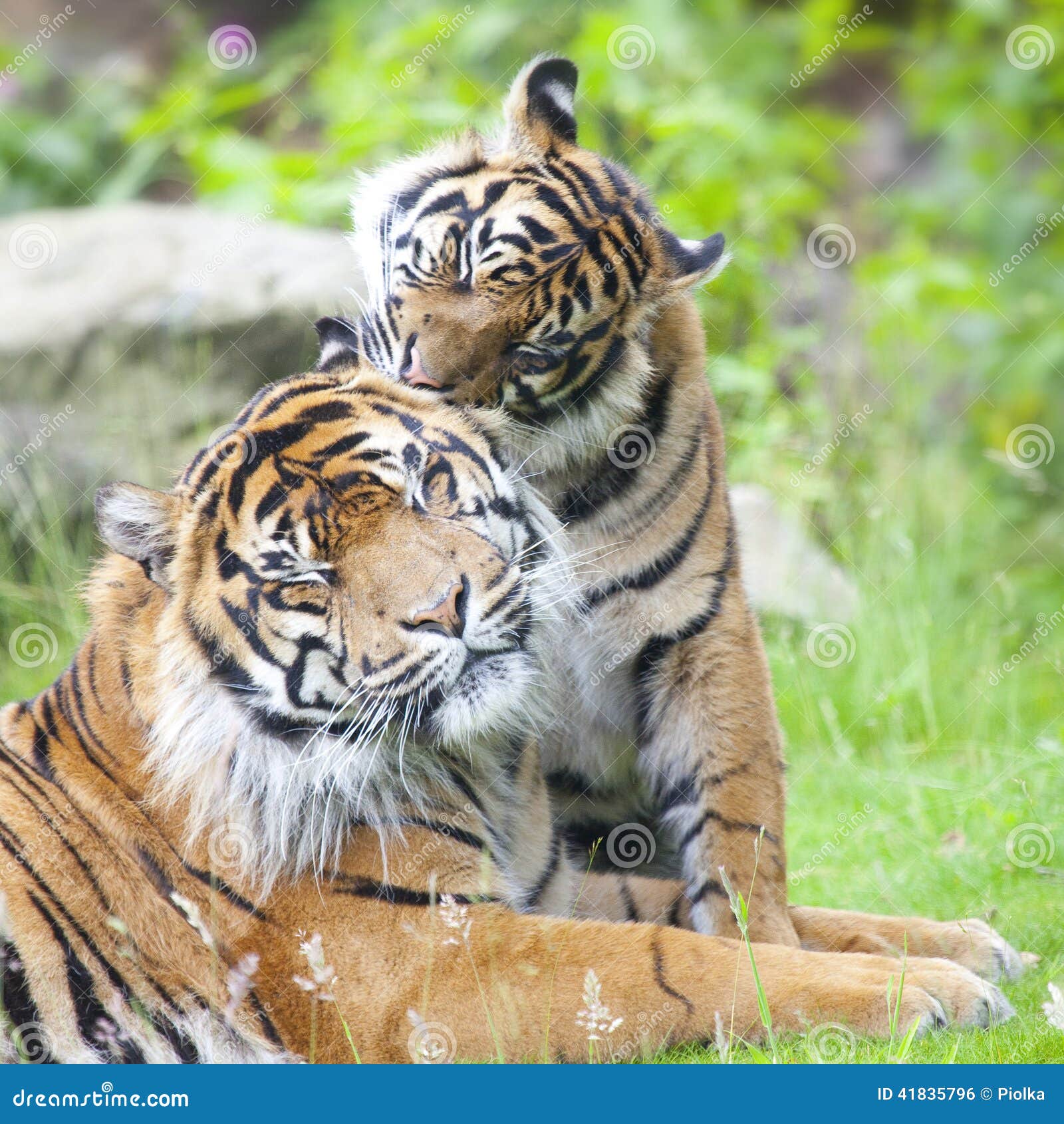 Two tigers together stock photo. Image of love, dangerous - 41835796