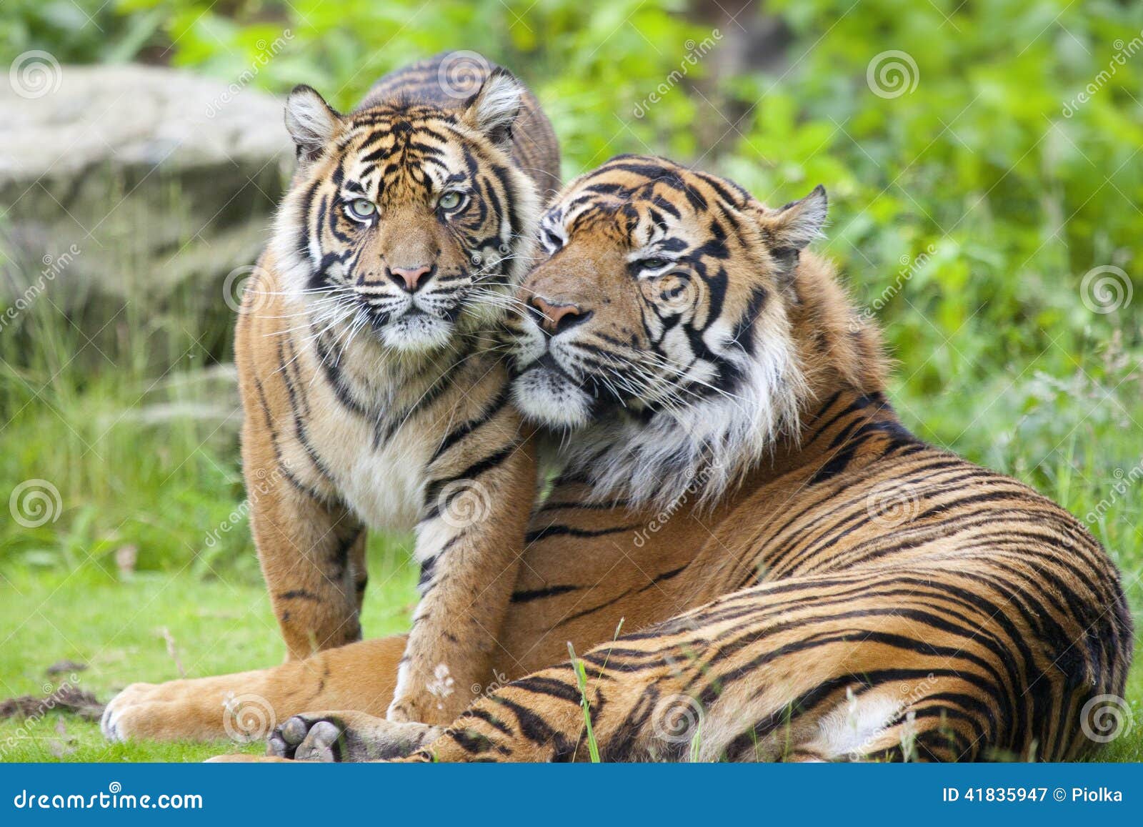 Two Tigers Together Stock Photo - Image: 41835947