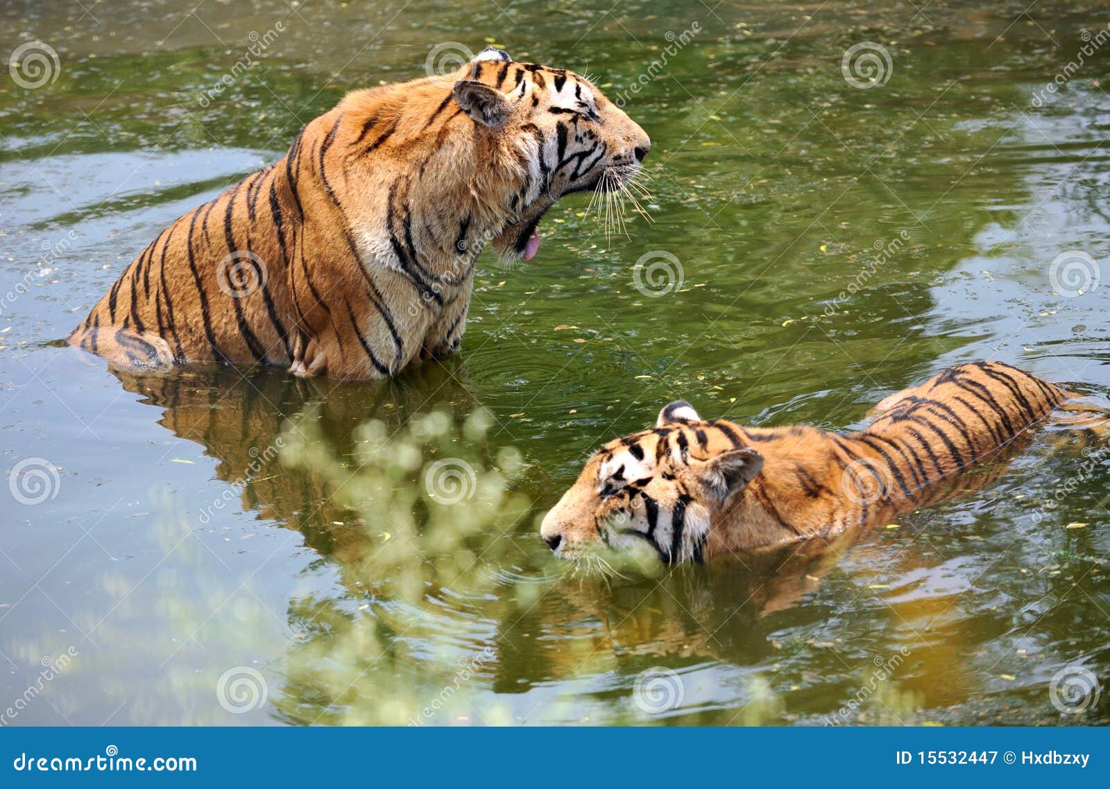 Tigers Tongue Stock Photography | CartoonDealer.com #178724012