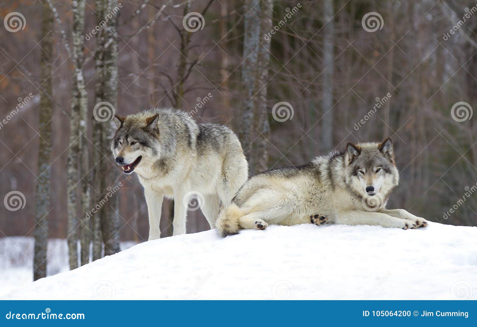 Timber Wolves or Grey Wolves (Canis Lupus) in the Winter Snow in Canada ...