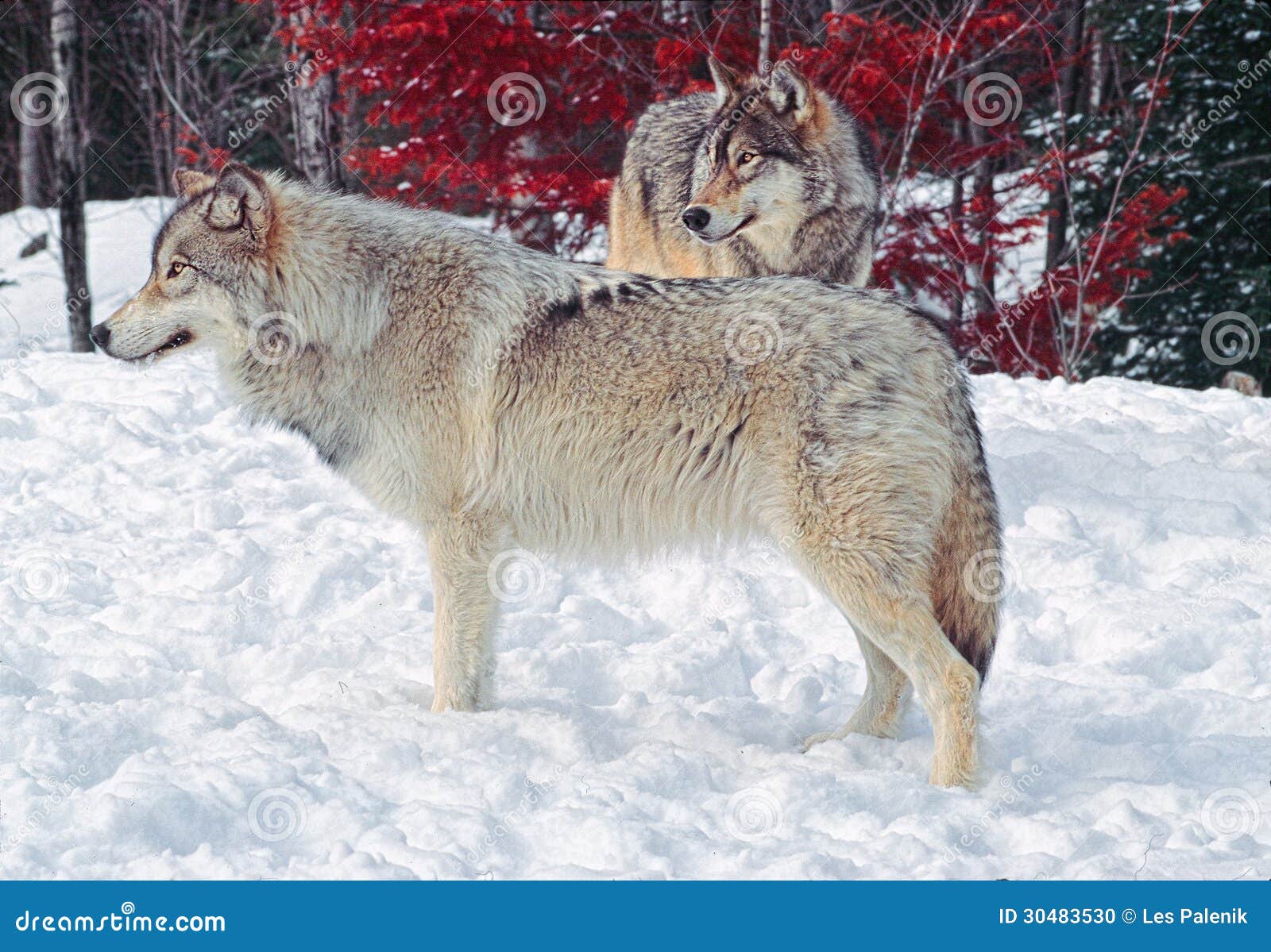 Two timber wolves stock photo. Image of tree, forest - 30483530