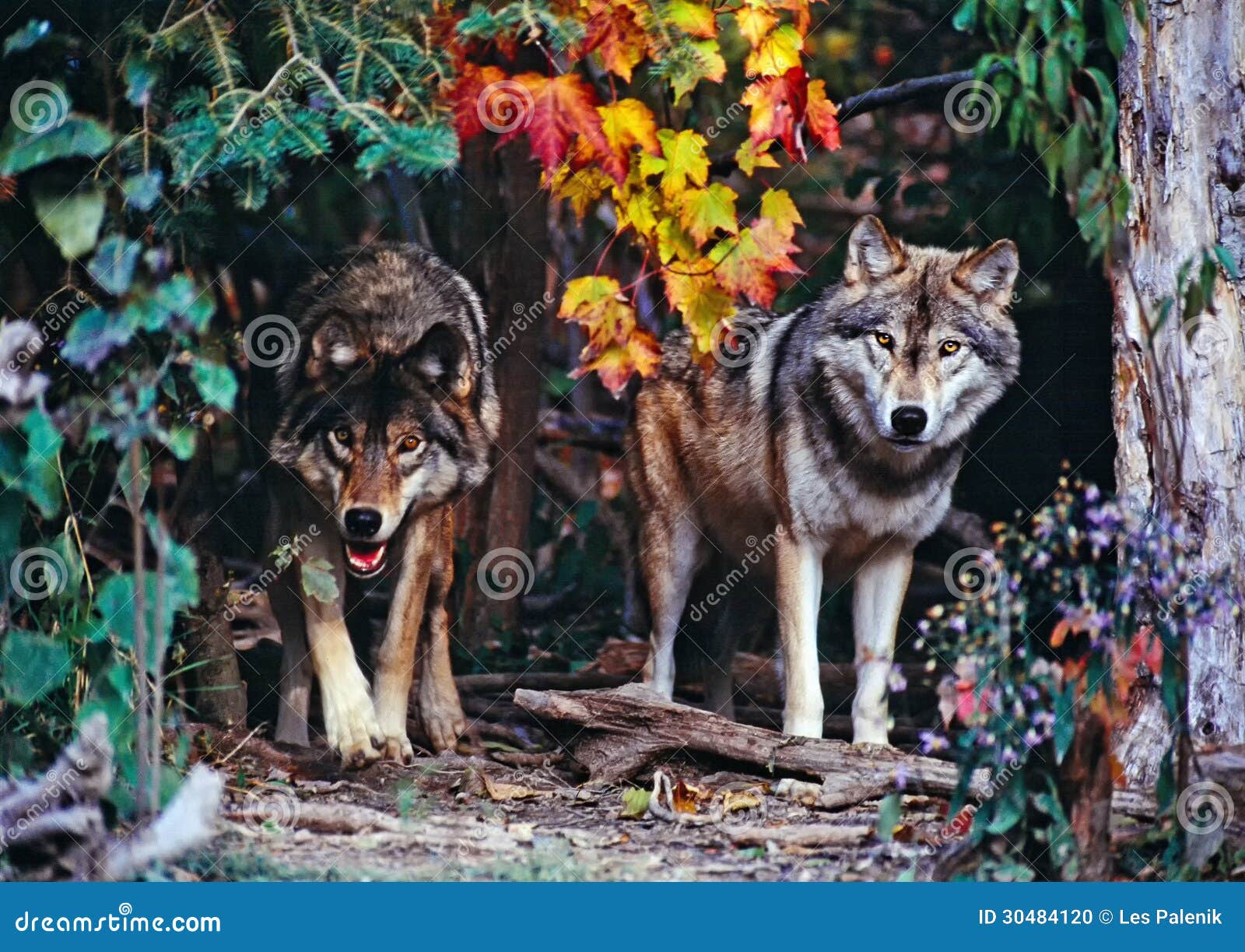 Two timber wolves stock photo. Image of wildlife, autumn - 30484120