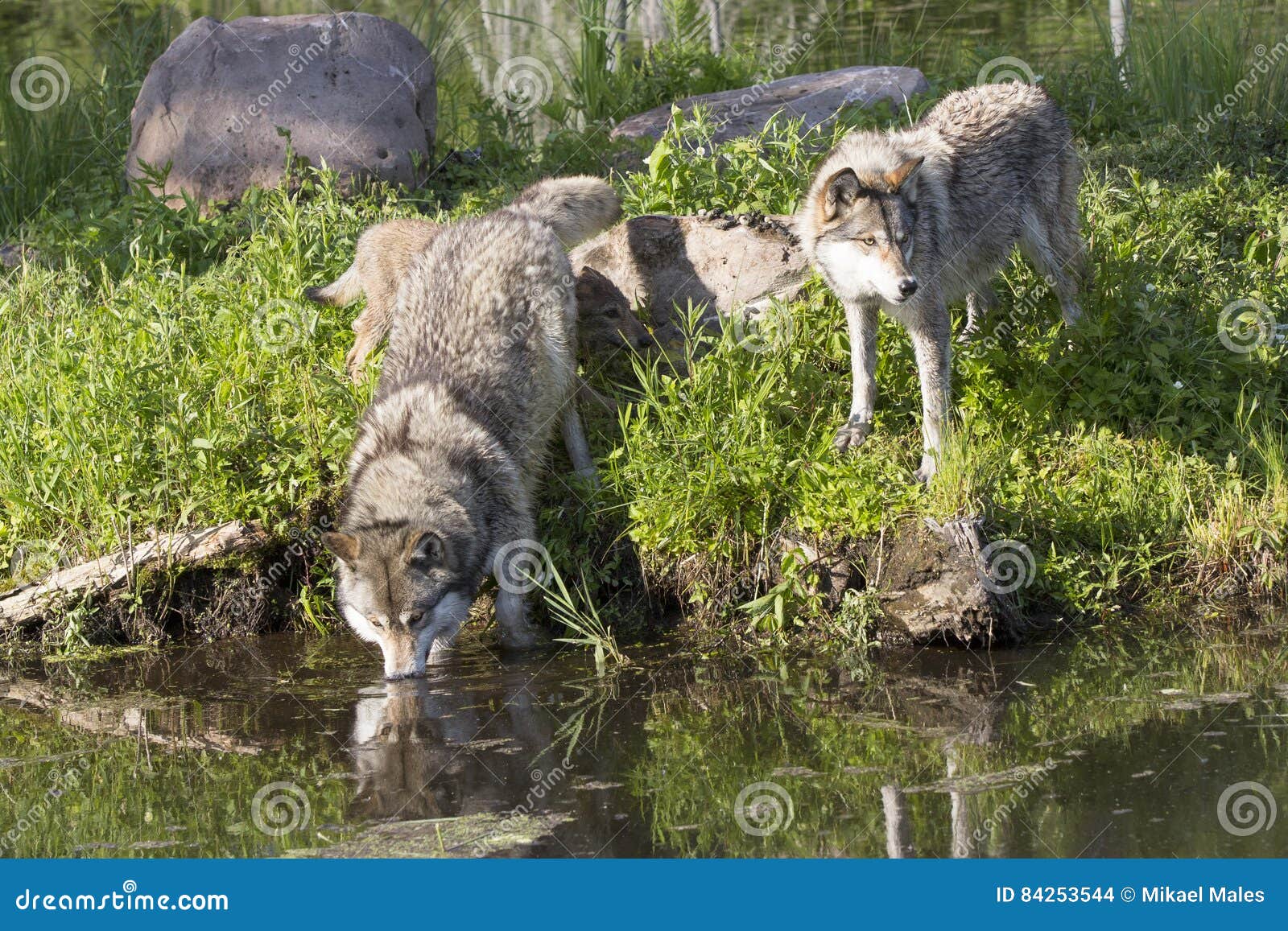 Two Timber Wolves by Stream Stock Photo - Image of mammal, claws: 84253544