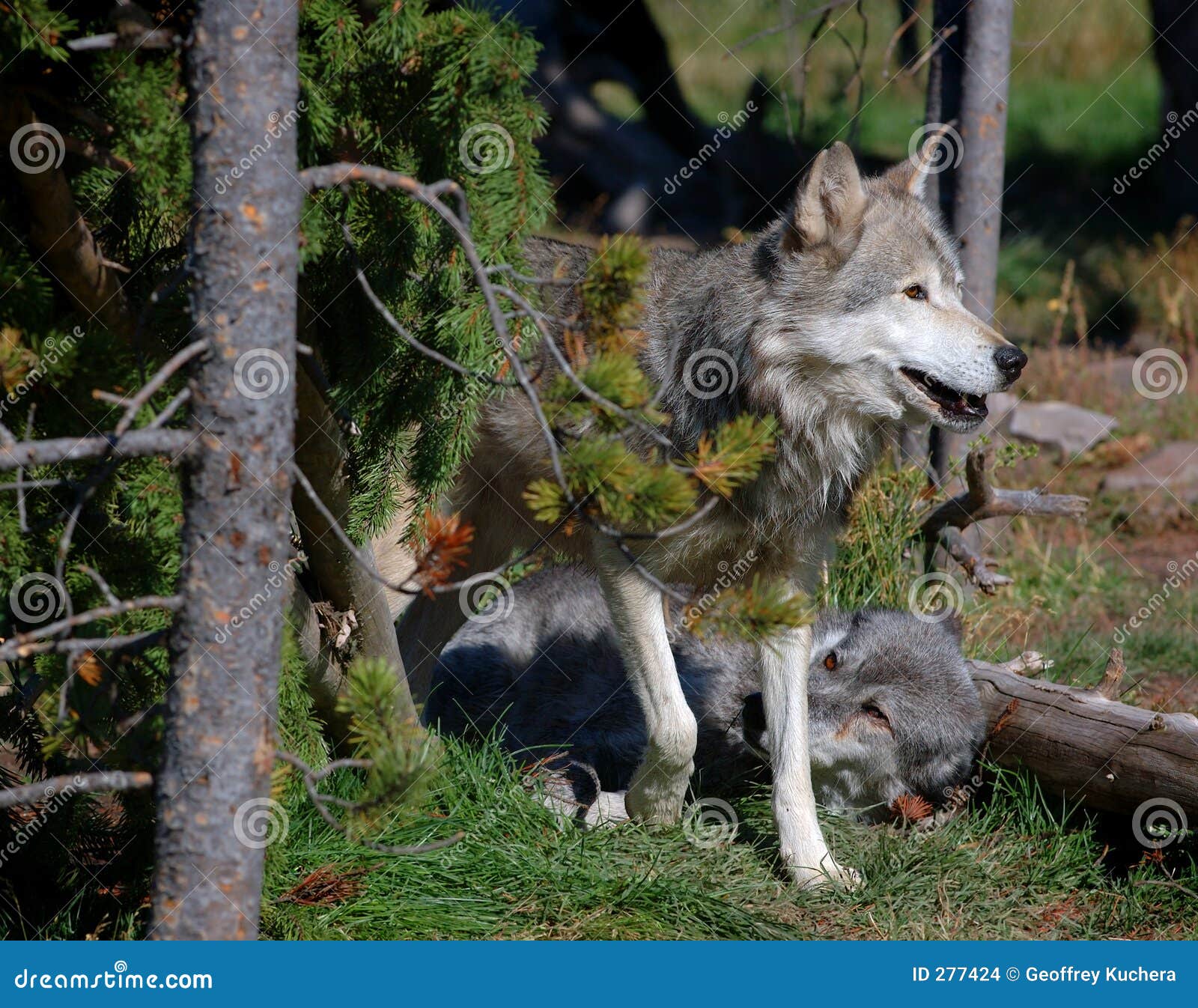Two Timber Wolves by Tree stock photo. Image of observe - 277424