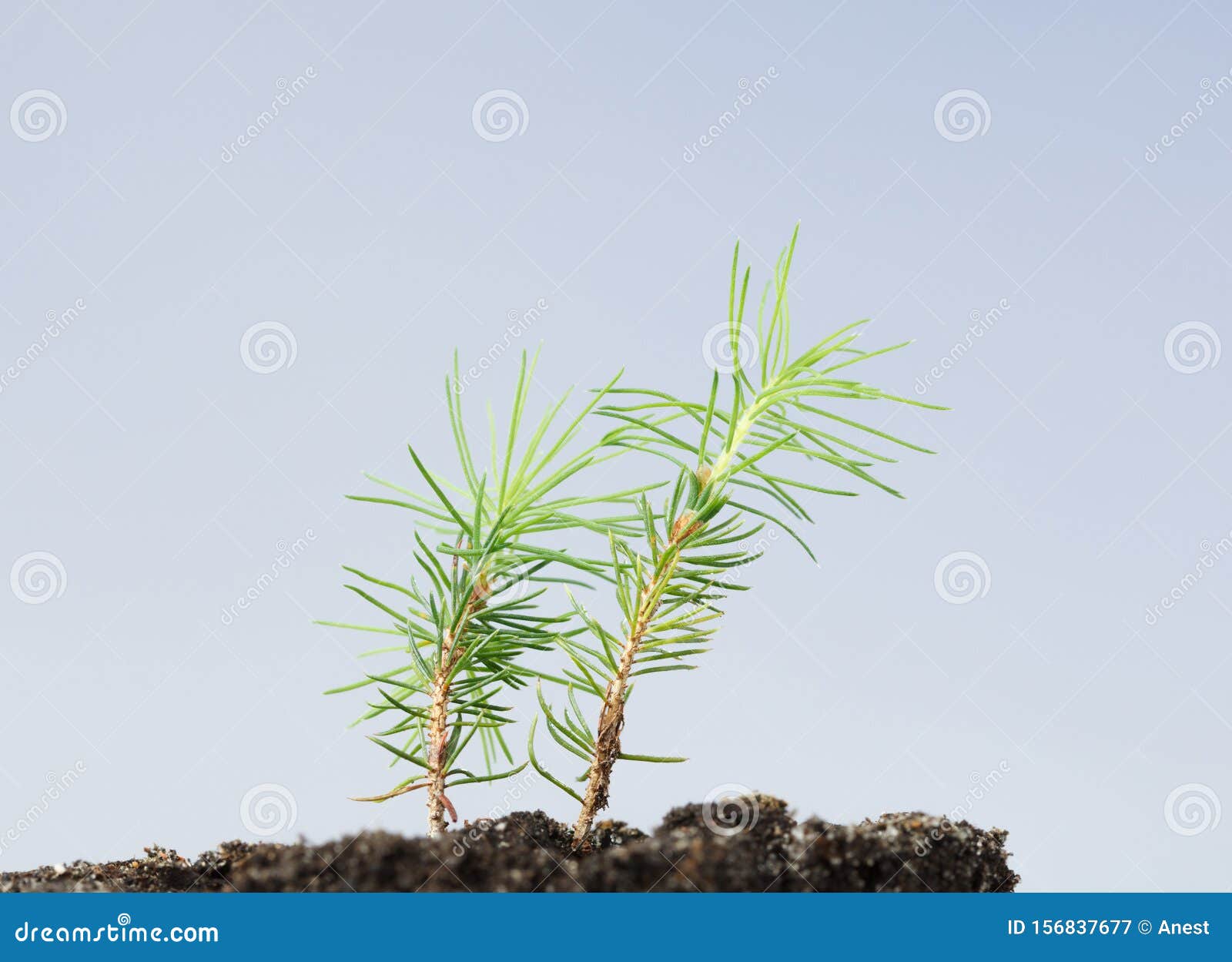 Two tiny fir tree stock image. Image of sapling, conifer - 156837677