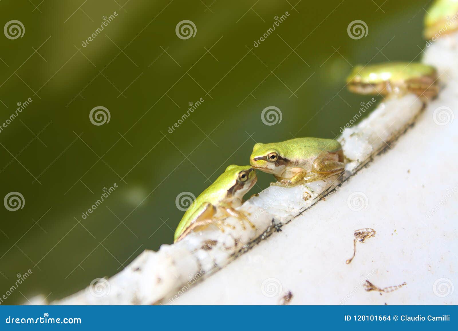 Frogs Kissing And Holding Hands Stock Image | CartoonDealer.com #175593301