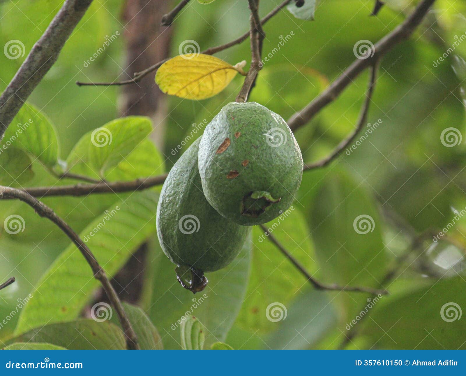 Two Tiny Guava Fruits on the Tree Stock Photo - Image of morning, soft ...