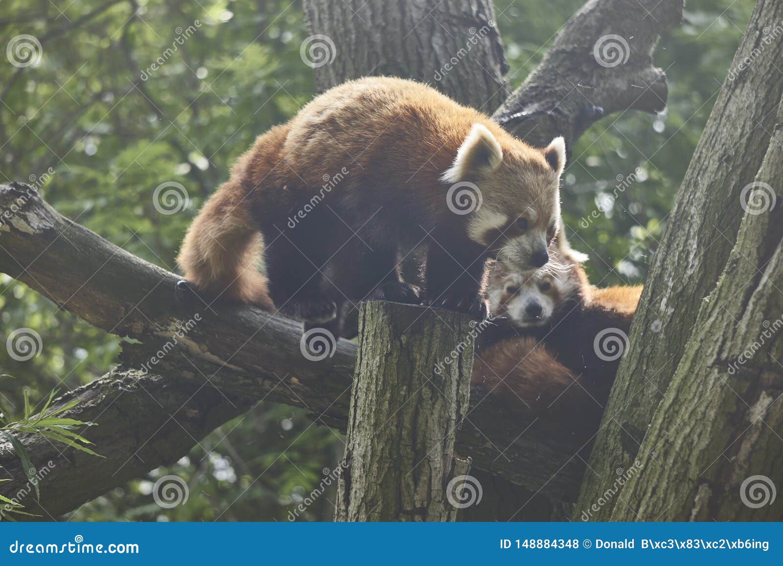 Two Tiny Red Pandas Climbing in Tree Trunks Stock Photo - Image of ...