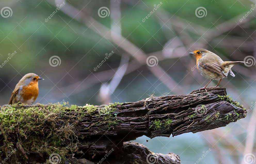 Two Tiny Robins Perched on a Tree Branch by a Stream Stock Photo ...
