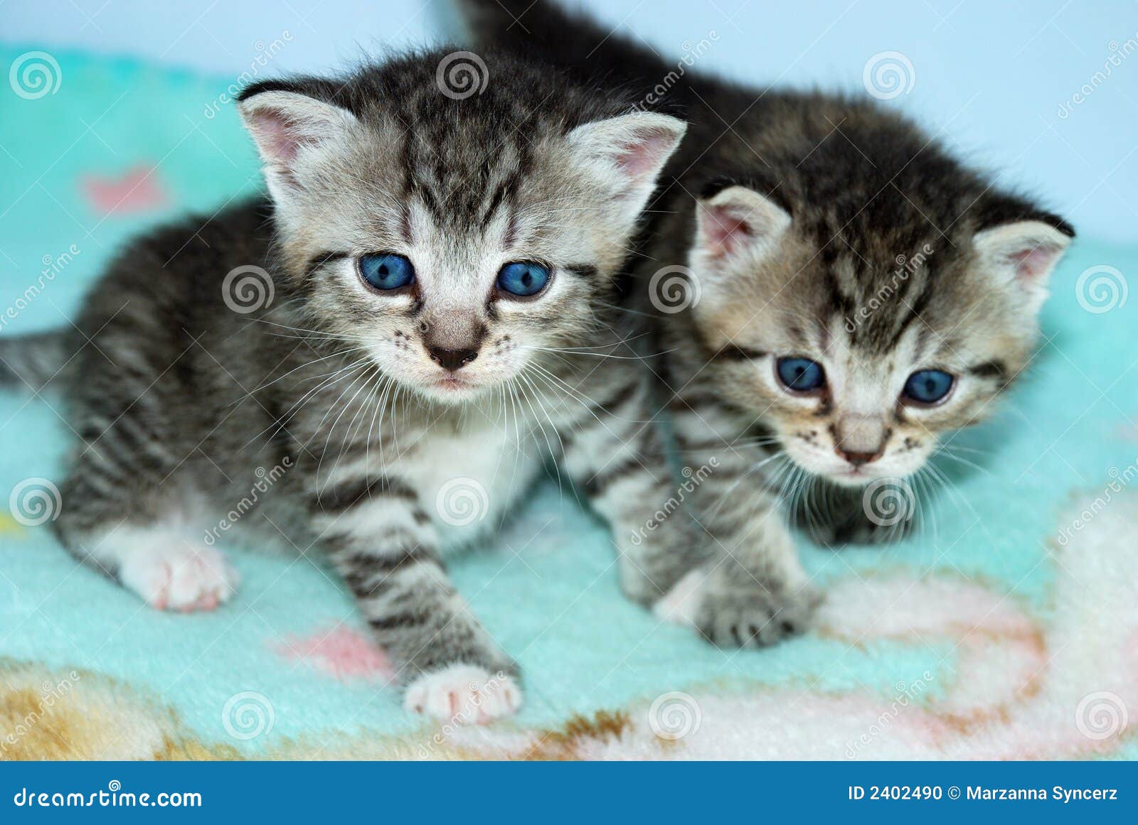 Tabby Cat Kittens