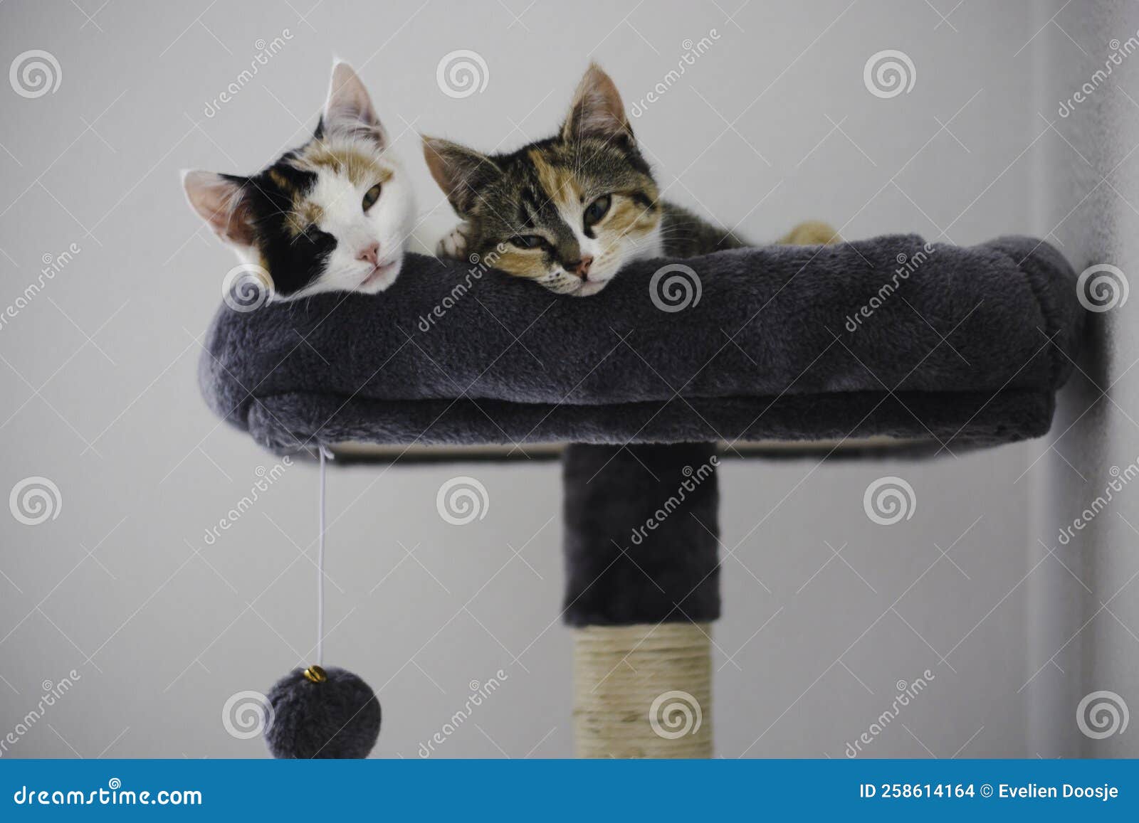 Two Tired Young Kittens Resting Together in the Scratching Post Stock ...
