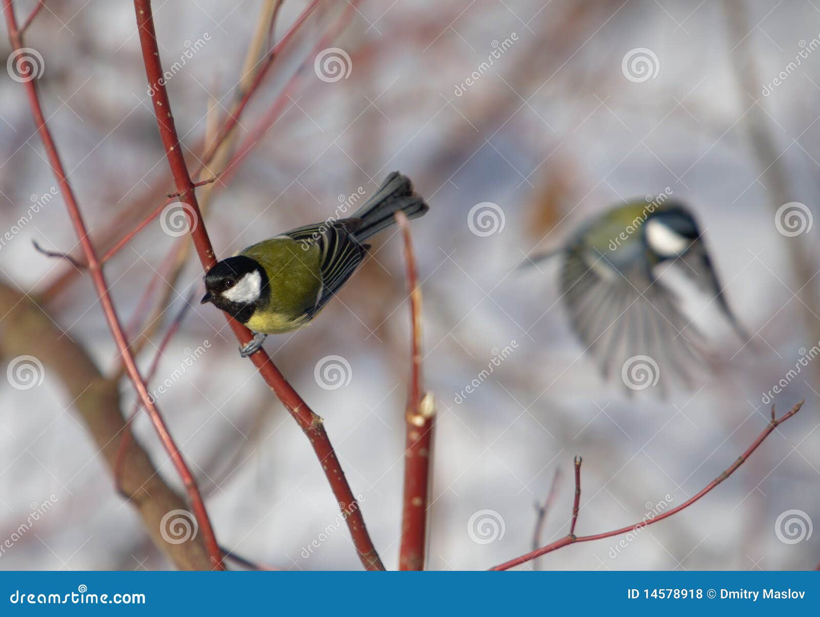Two titmouses stock photo. Image of tree, bird, parus - 14578918