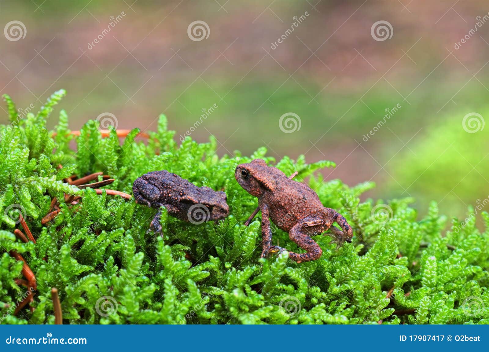 Two toads stock image. Image of wilderness, animals, nature - 17907417