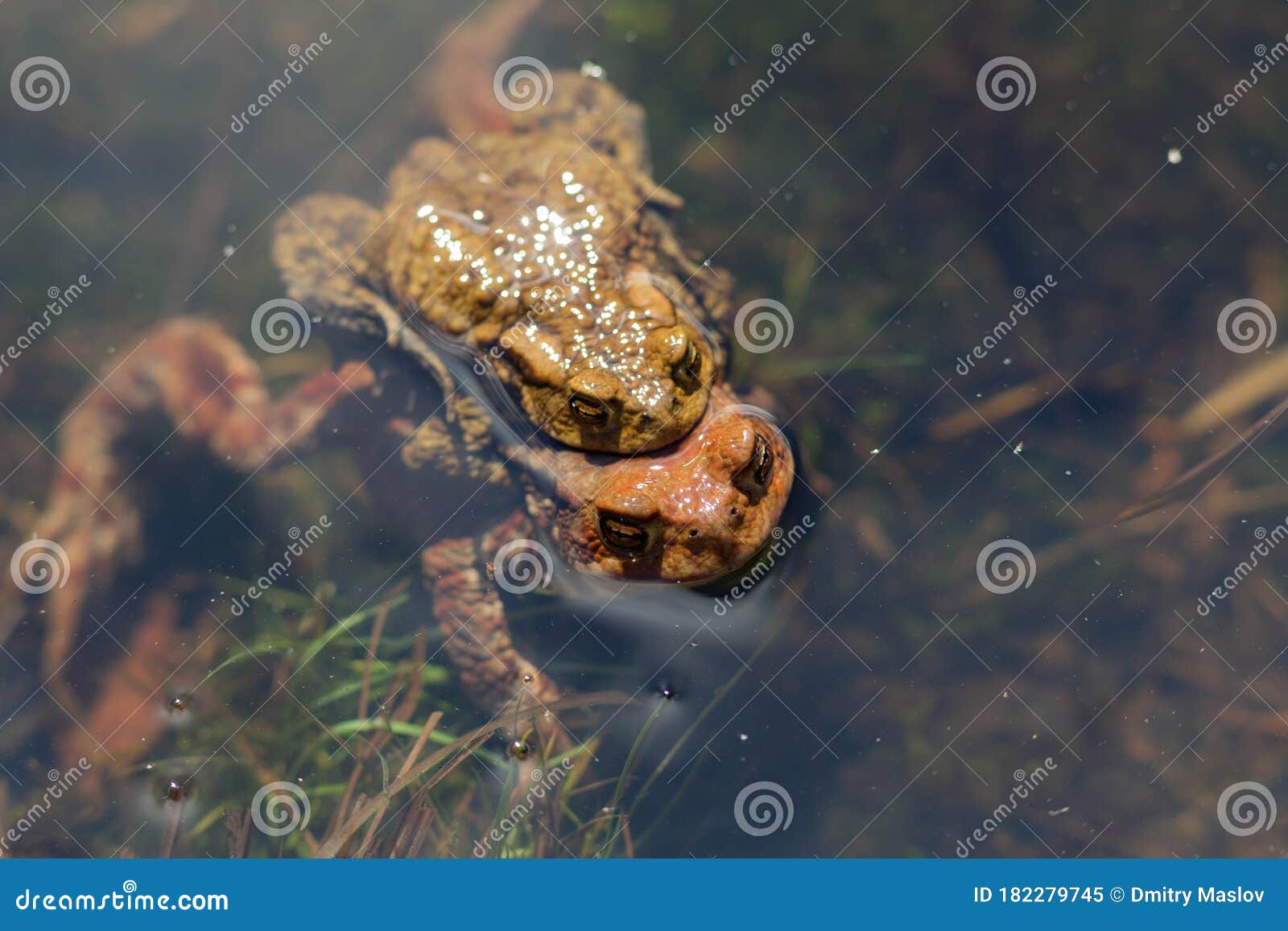 Two toads closeup stock image. Image of macro, animal - 182279745