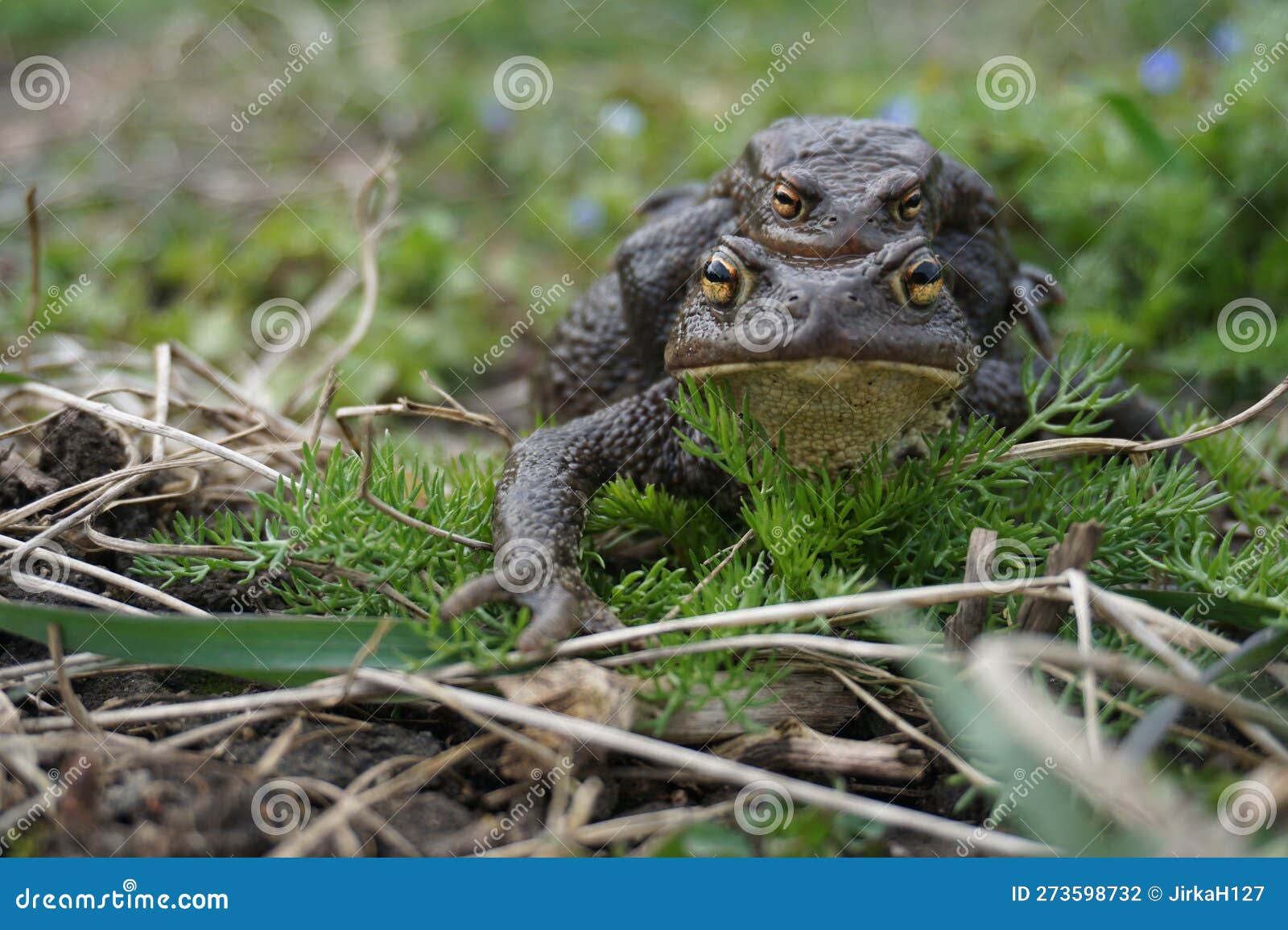 Two toads on each other. stock photo. Image of toads - 273598732