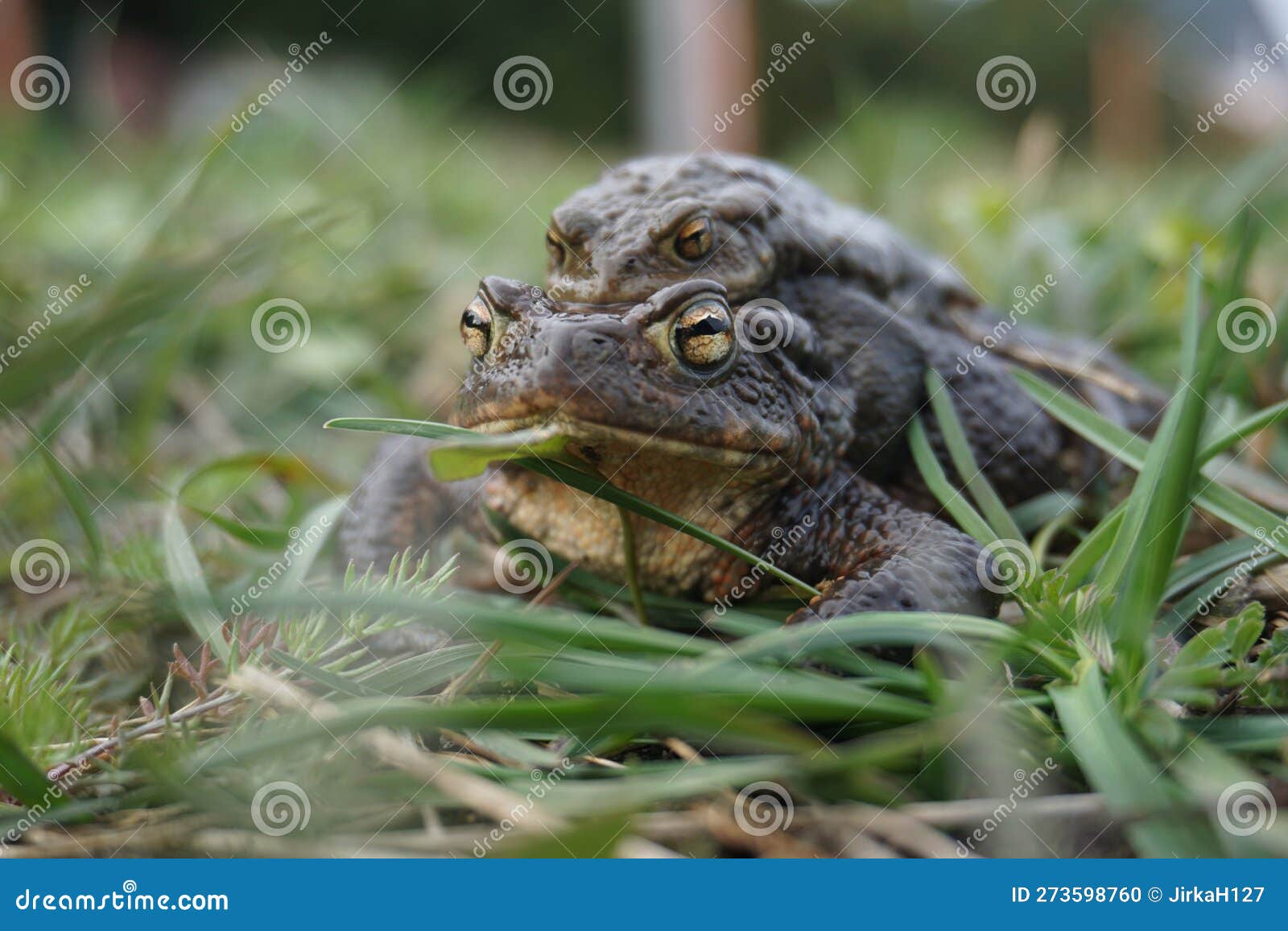 Two toads on each other. stock photo. Image of common - 273598760