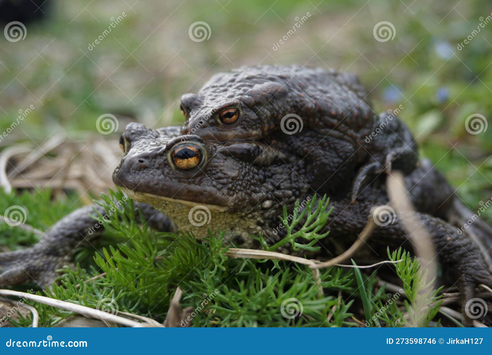 Two toads on each other. stock photo. Image of toads - 273598746