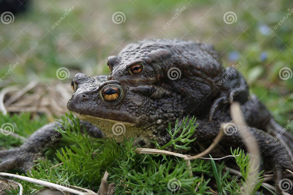 Two toads on each other. stock photo. Image of toads - 273598746