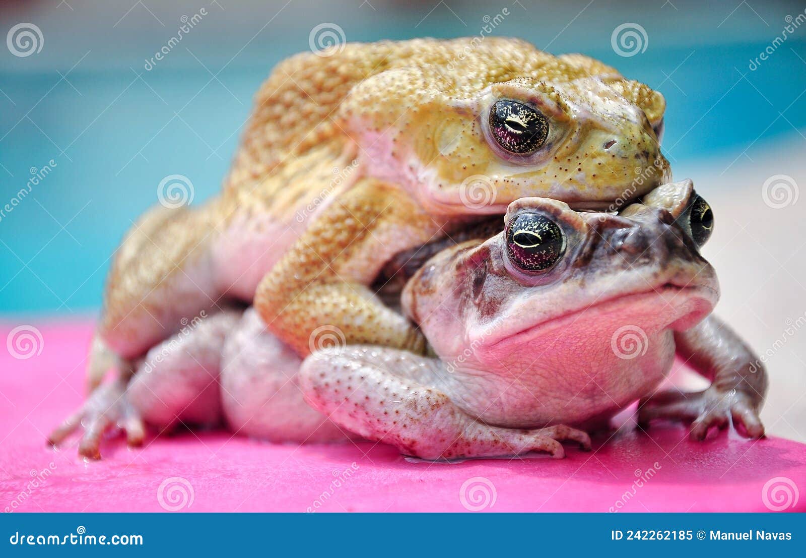 Two Toads or Frogs One on Top of Another on Top of a Pool Board Stock ...