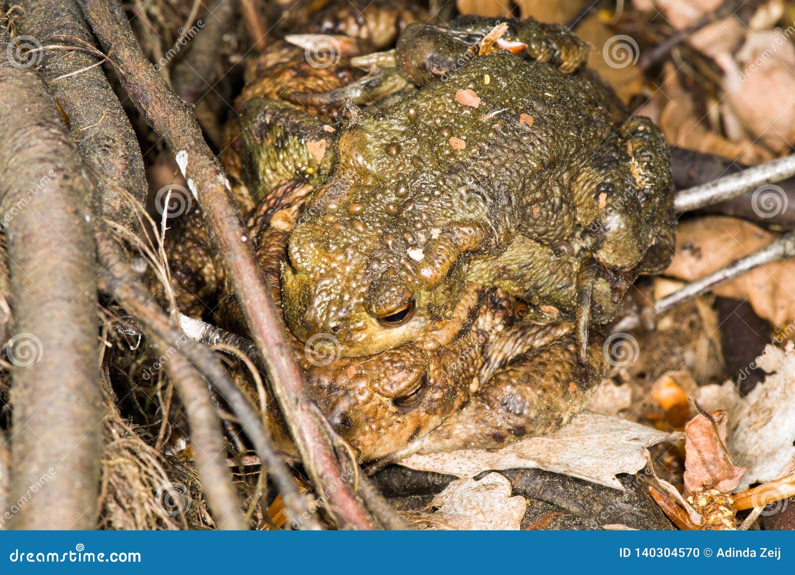 Two Toads Make the Next Generation at Forest Lake in Denmark Stock ...