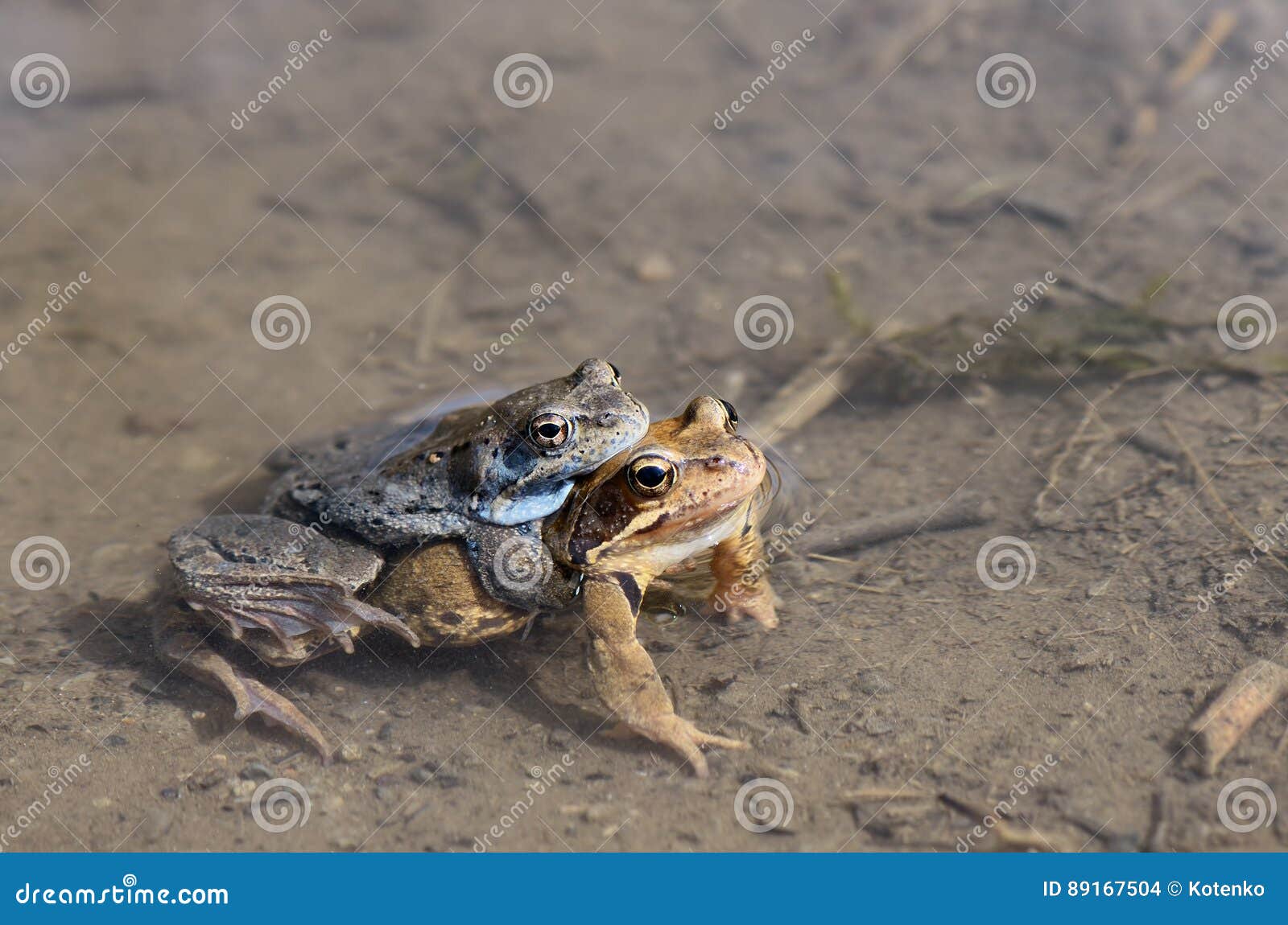 Two toads mate in a puddle stock photo. Image of couple - 89167504