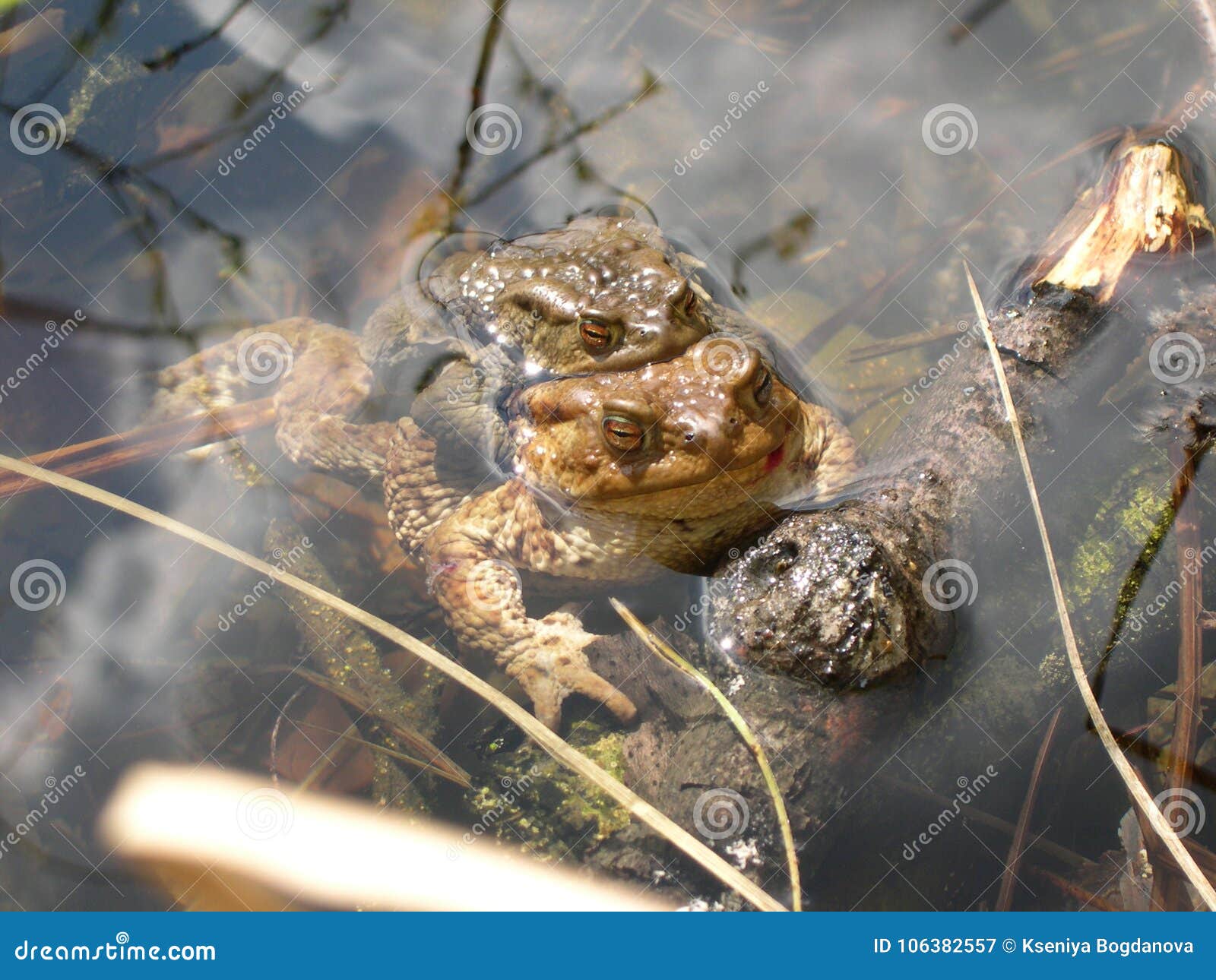 Two Toads Mating in the Water Stock Image - Image of amphibian, grass ...