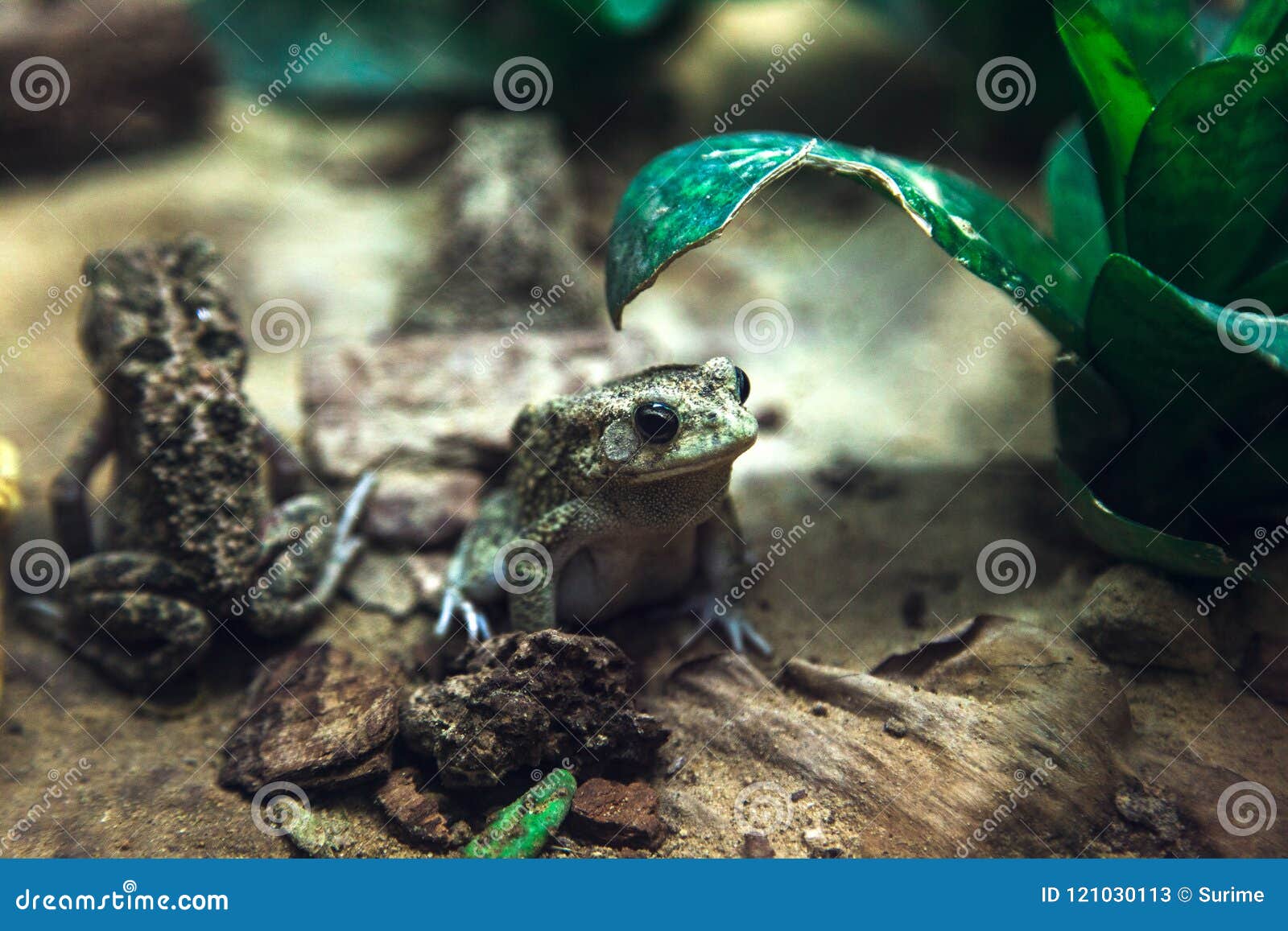 Two toads sitting stock image. Image of nature, exotic - 121030113