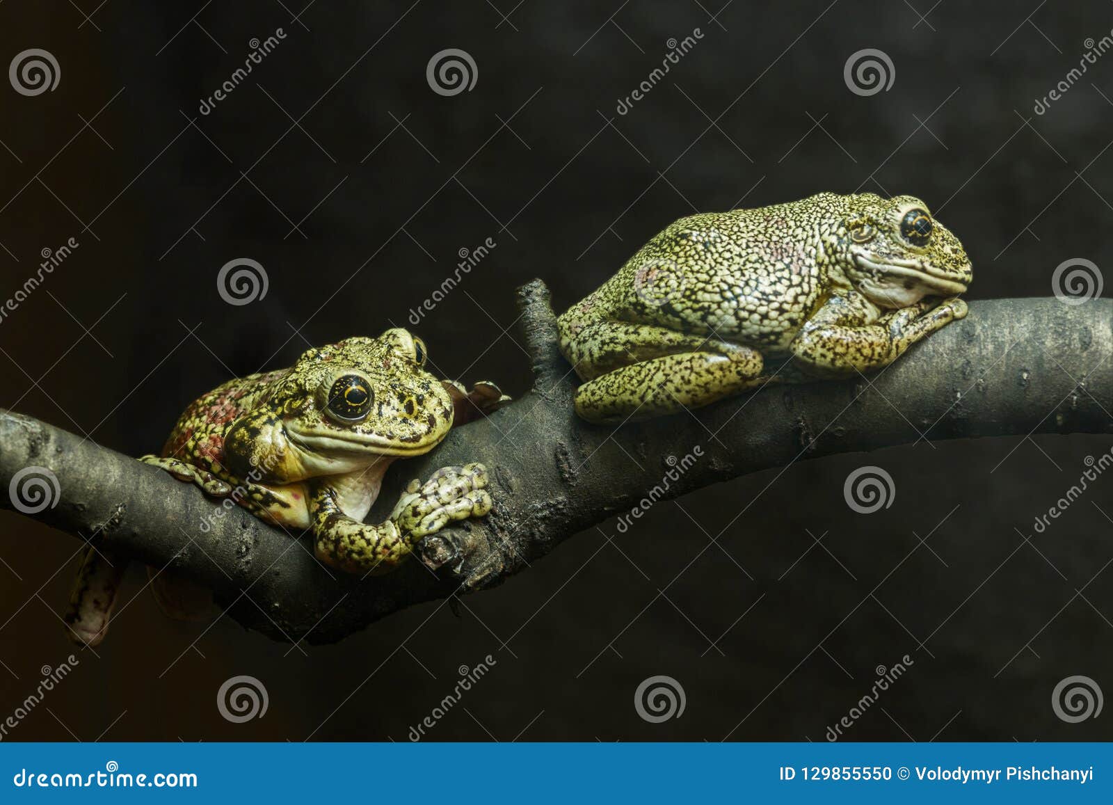 Two Toads are Sitting on a Tree Branch. on a Dark Background Stock ...