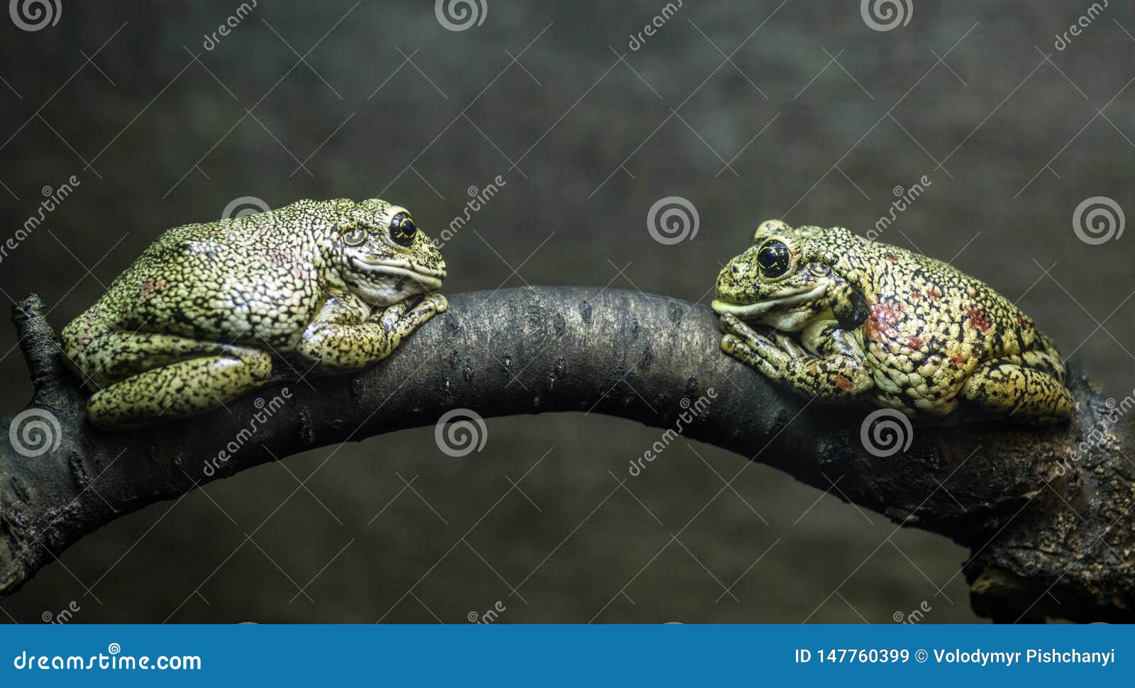 Two Toads are Sitting on a Tree Branch Face To Face Stock Image - Image ...