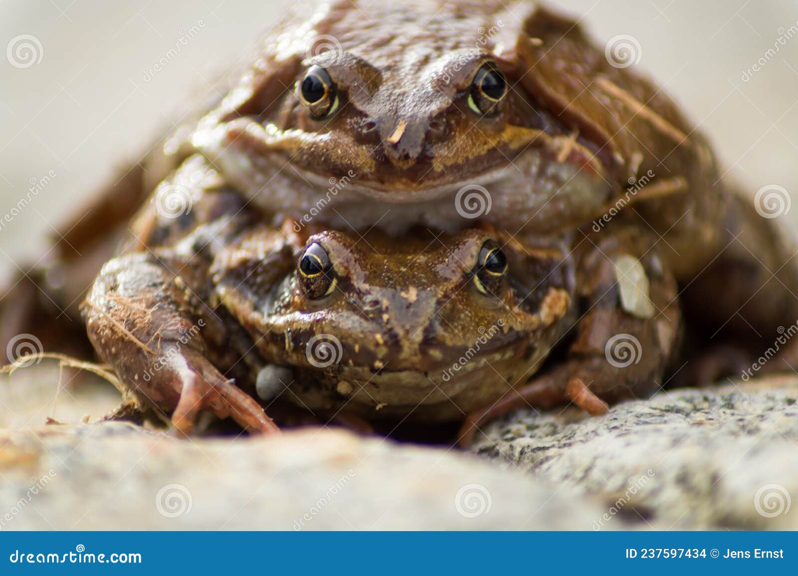 Two toads stock photo. Image of nature, green, reptile - 237597434
