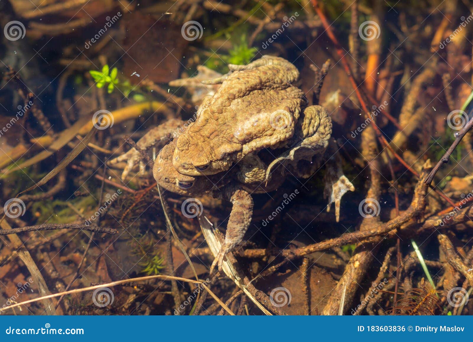 Two toads in a pond stock photo. Image of wildlife, detail - 183603836