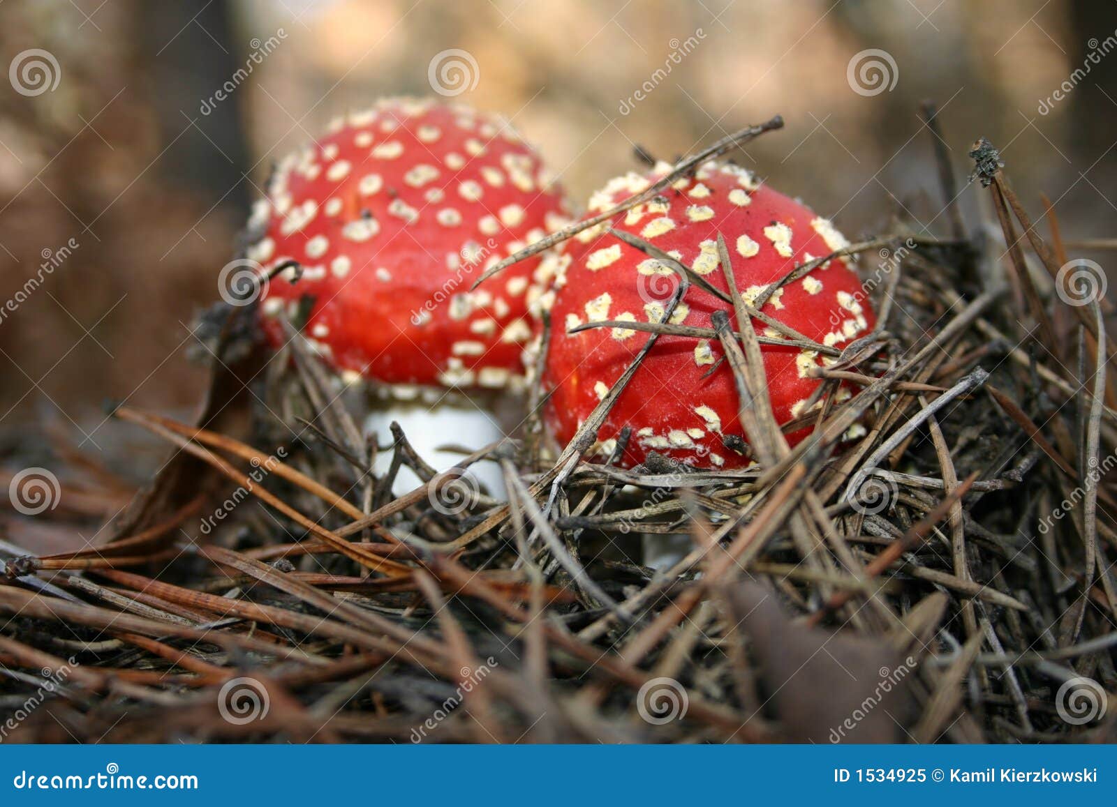 Two toadstools stock image. Image of growth, toadstool - 1534925