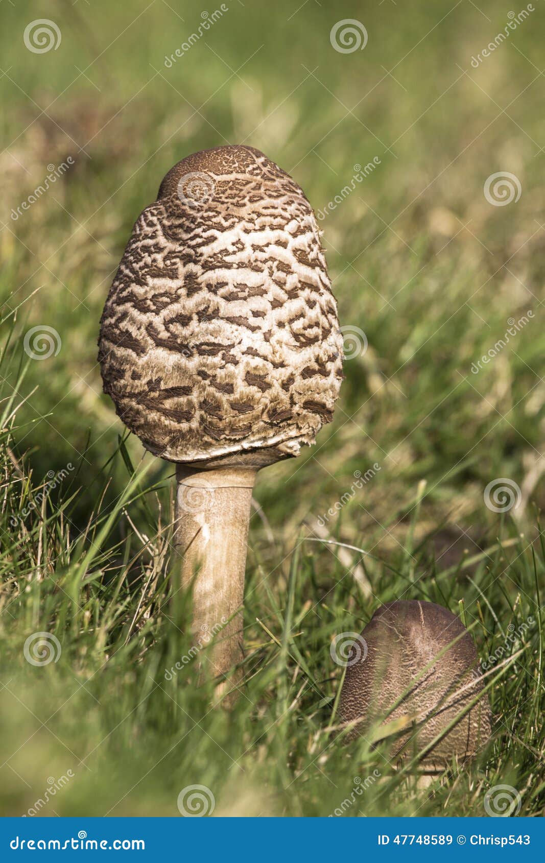 Two Toadstools Growing in Grass Stock Image - Image of background ...