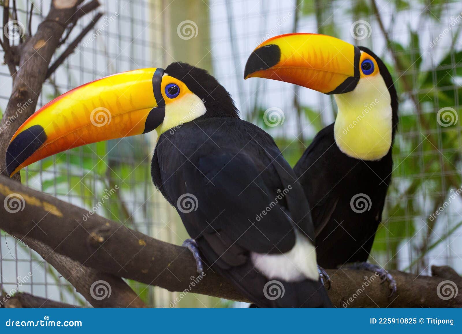 Toco Tucan is on the tree stock image. Image of fauna - 225910825