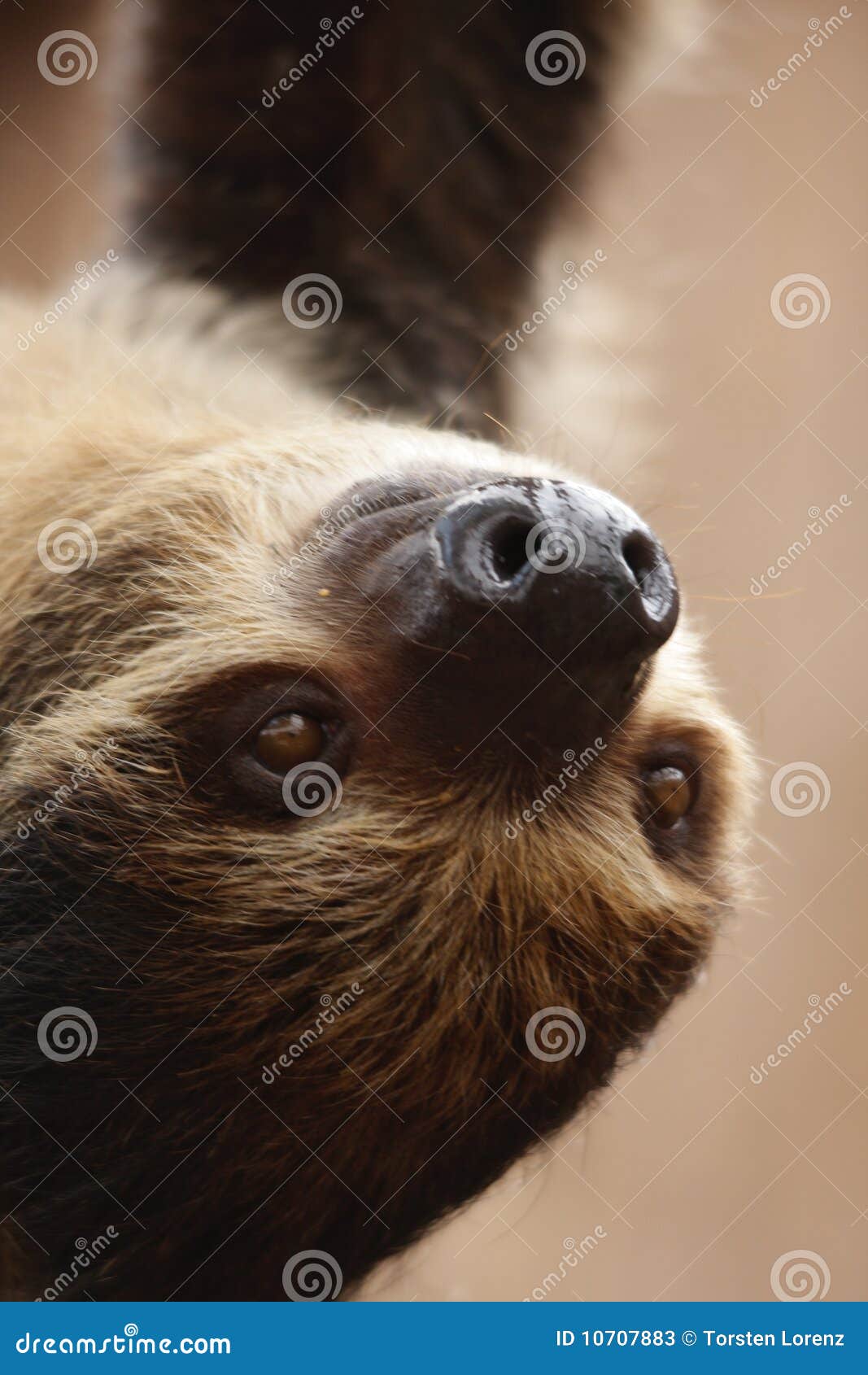 Two-toed sloth stock image. Image of creature, animal - 10707883